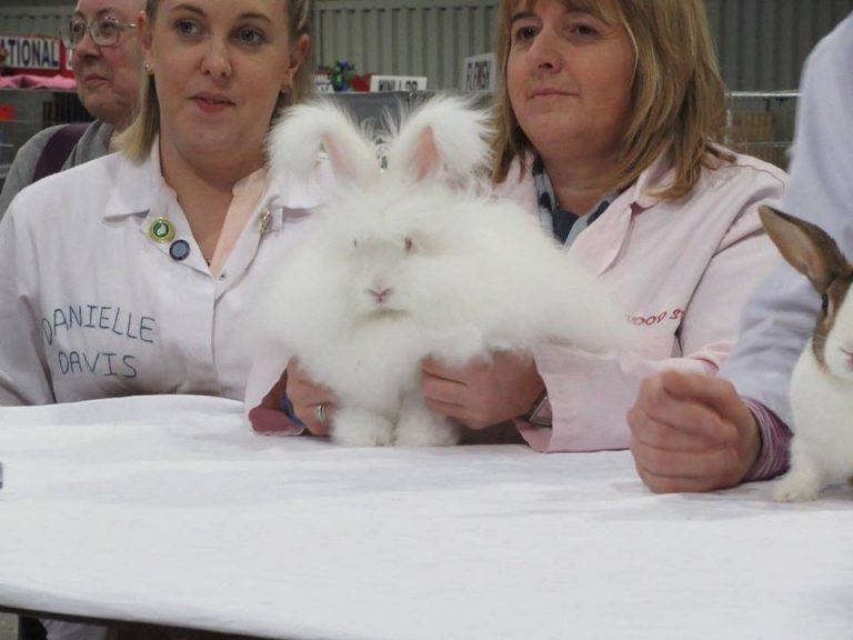 London Championship show 2018 - UK National Angora Rabbit Club