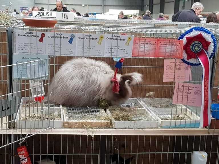 London Championship show 2018 - UK National Angora Rabbit Club