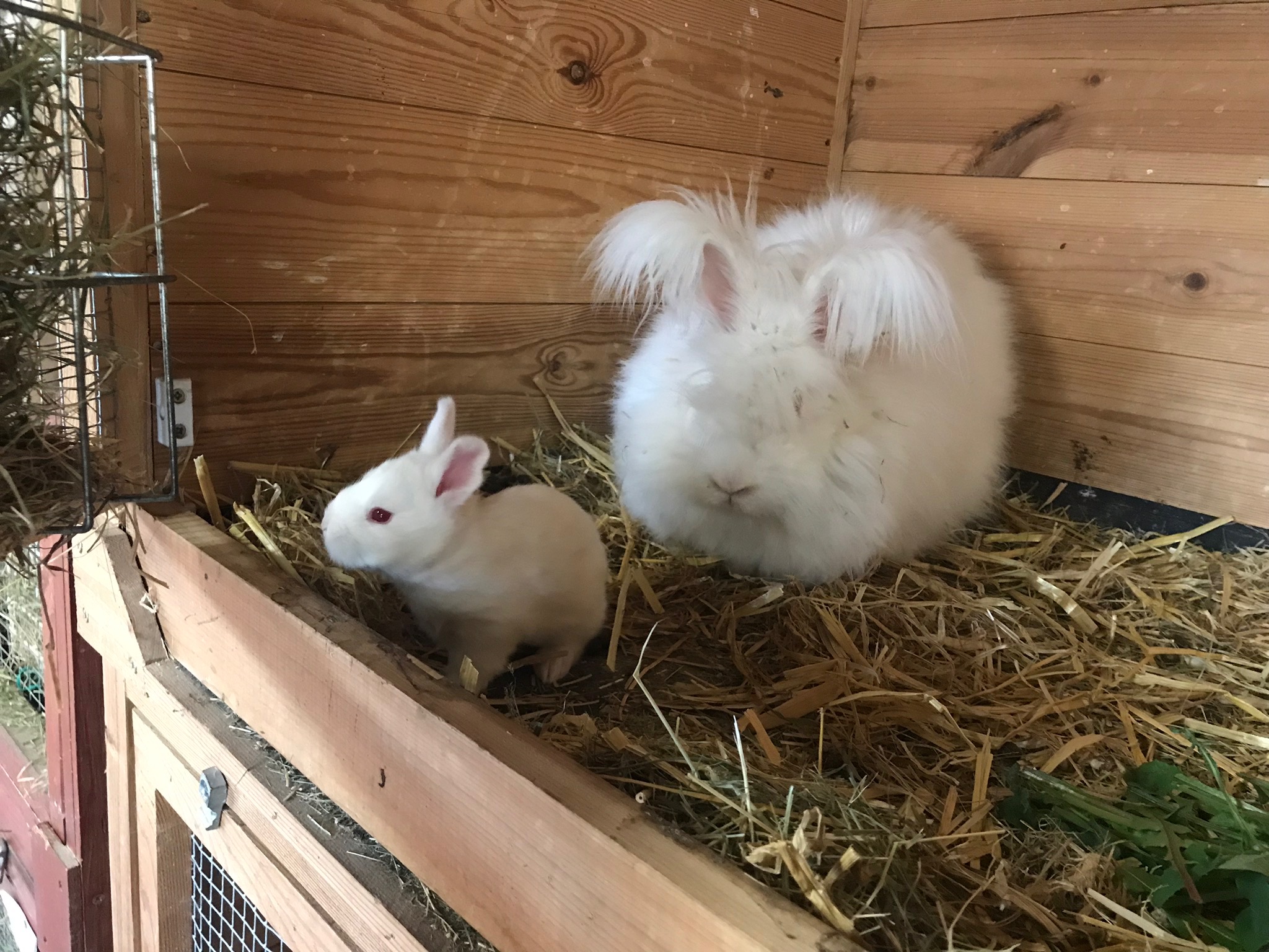 General advice on keeping Angora rabbits - UK National Angora Rabbit Club
