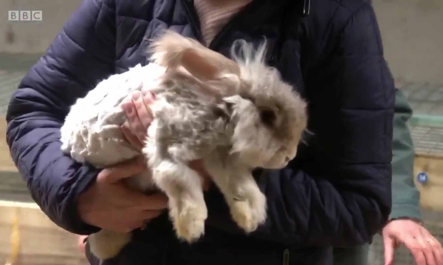 Bigwigs on the BBC - UK National Angora Rabbit Club