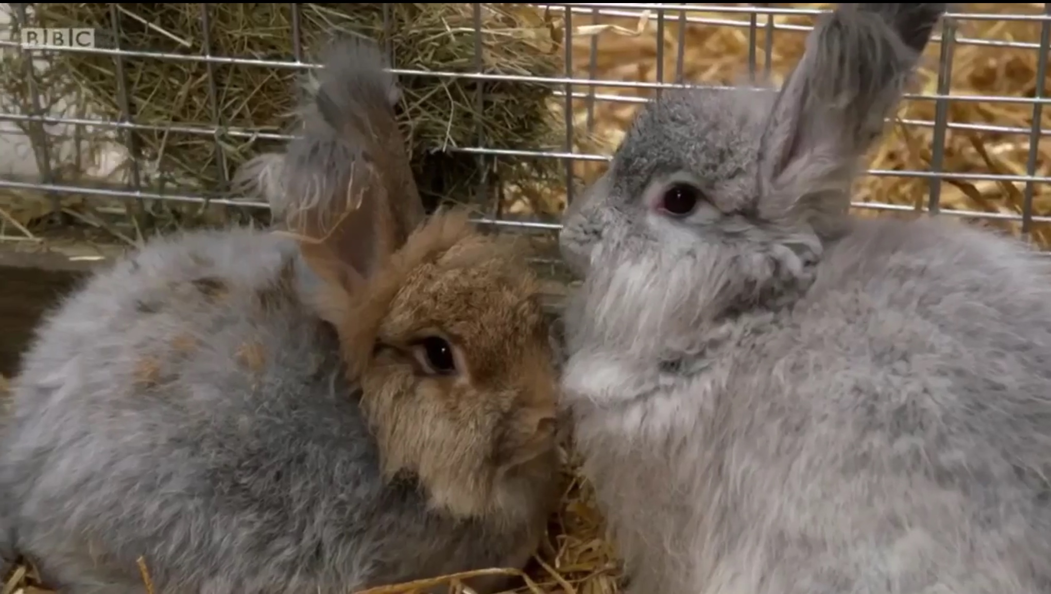 Bigwigs on the BBC - UK National Angora Rabbit Club