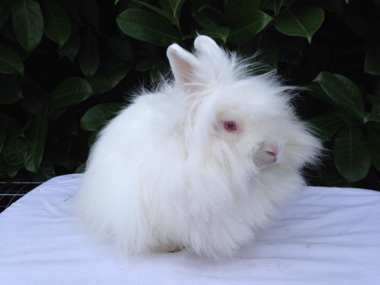 Is my rabbit an Angora? - UK National Angora Rabbit Club