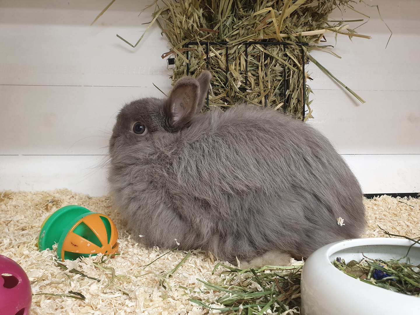 Is my rabbit an Angora? - UK National Angora Rabbit Club