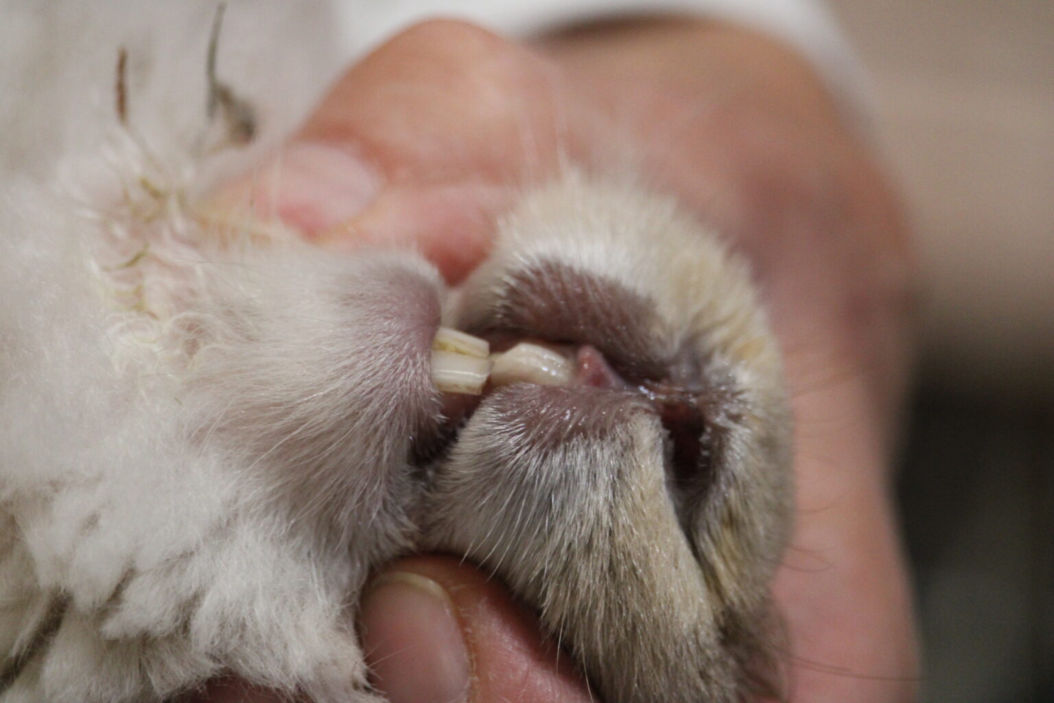 Teeth - UK National Angora Rabbit Club