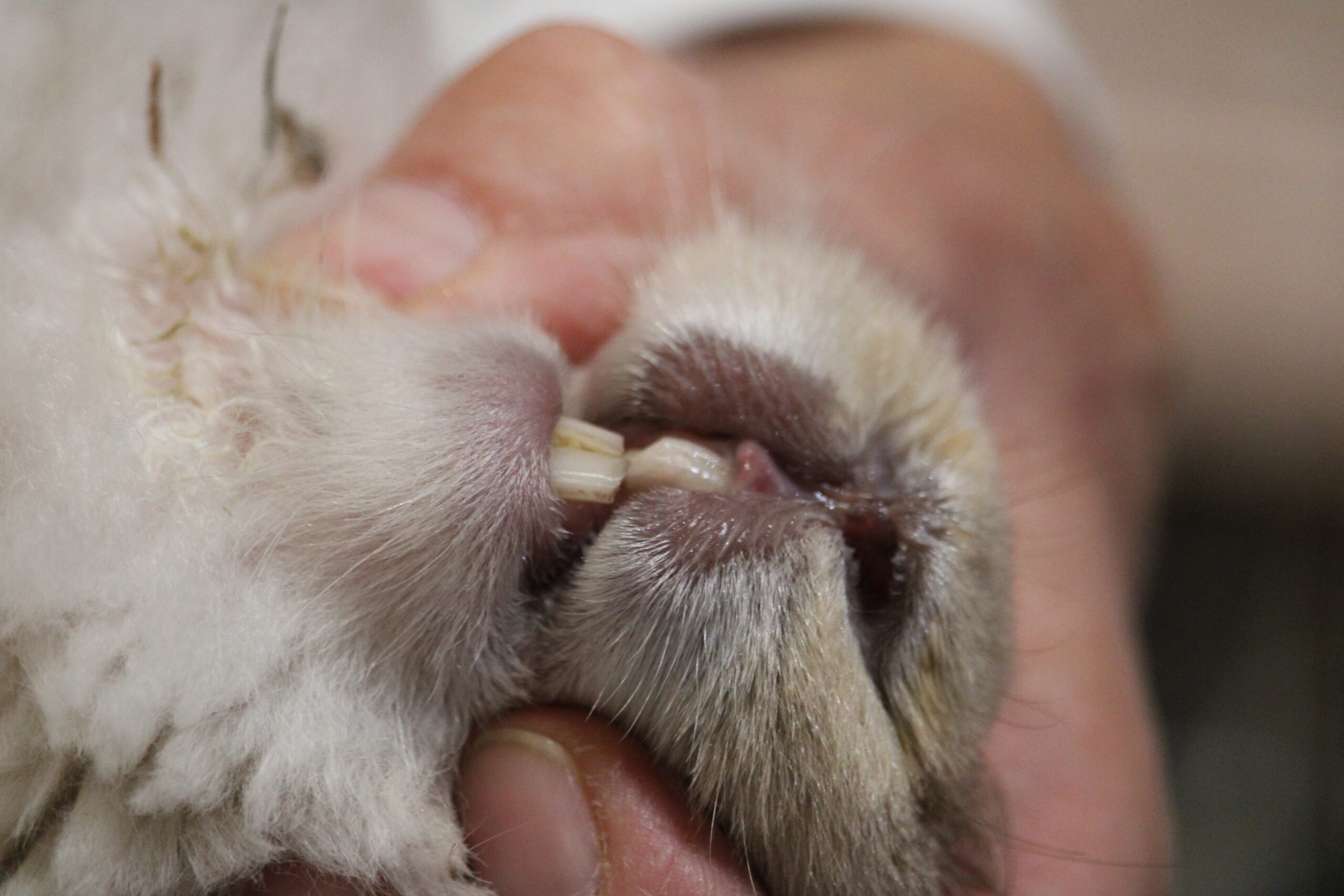 Teeth - UK National Angora Rabbit Club