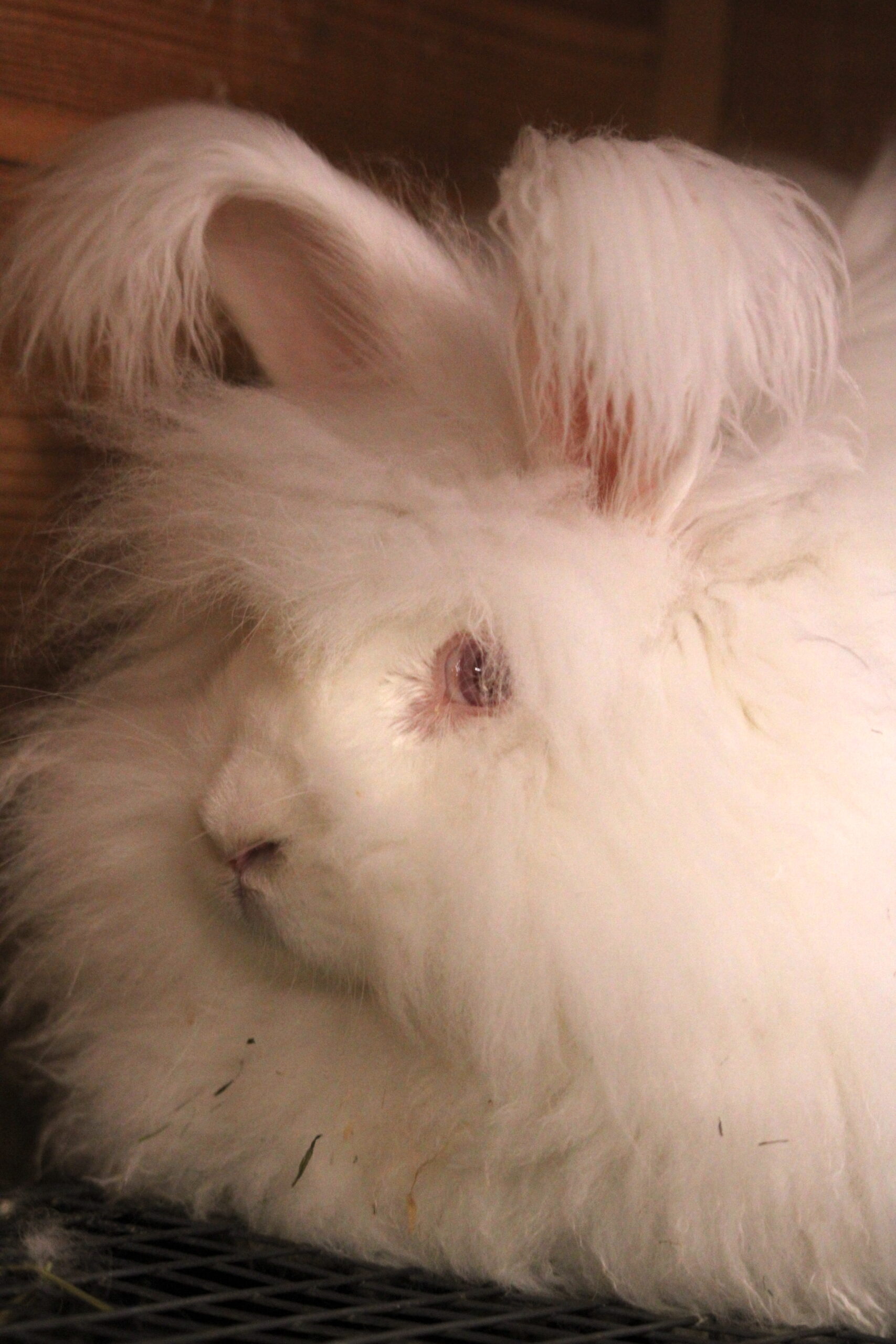 Clipping an Angora rabbit - UK National Angora Rabbit Club