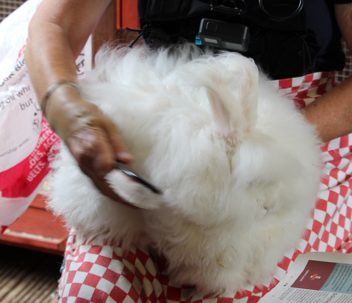 Clipping an Angora rabbit - UK National Angora Rabbit Club