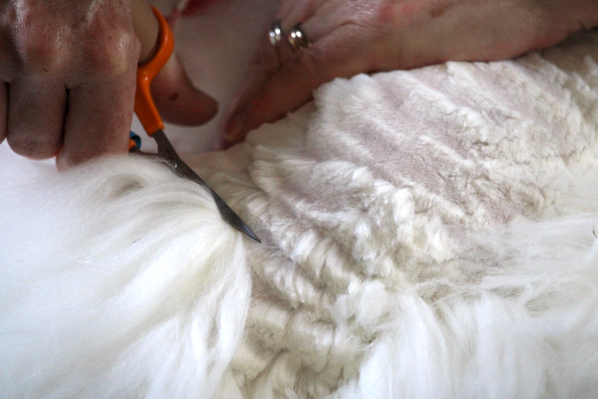 Clipping an Angora rabbit - UK National Angora Rabbit Club