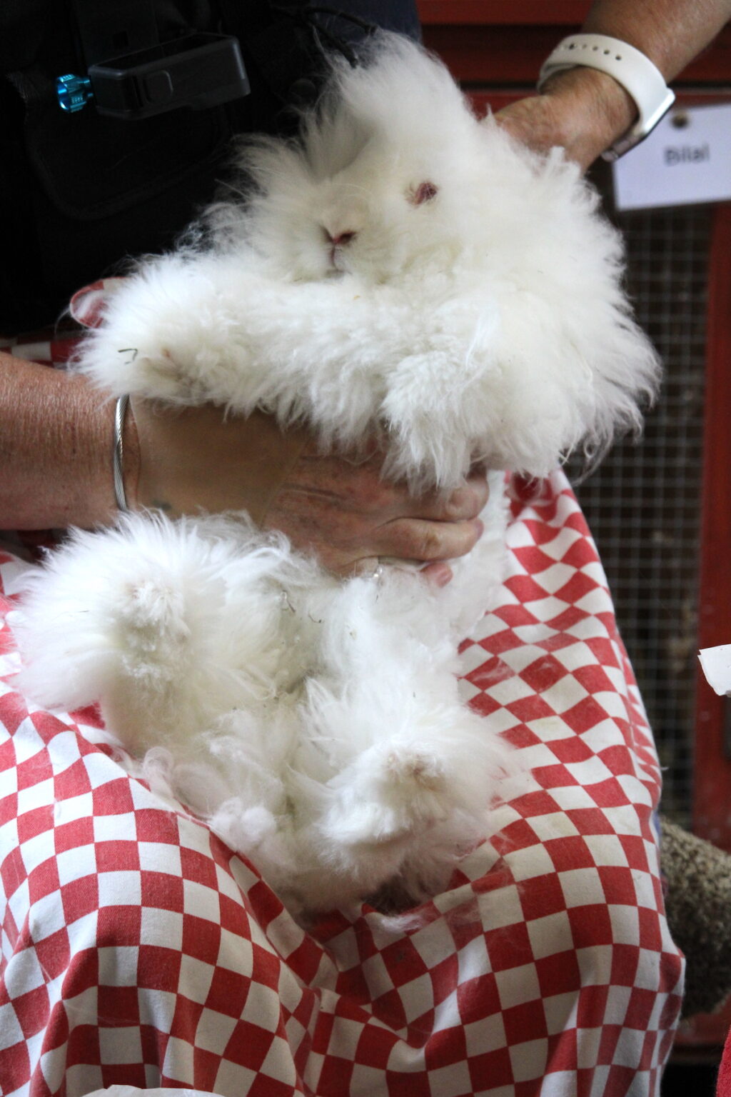 Clipping an Angora rabbit - UK National Angora Rabbit Club