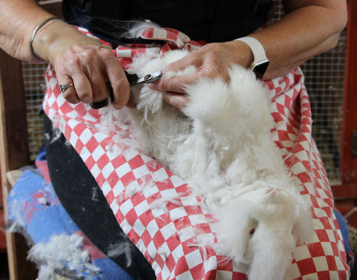 Nail clipping - UK National Angora Rabbit Club