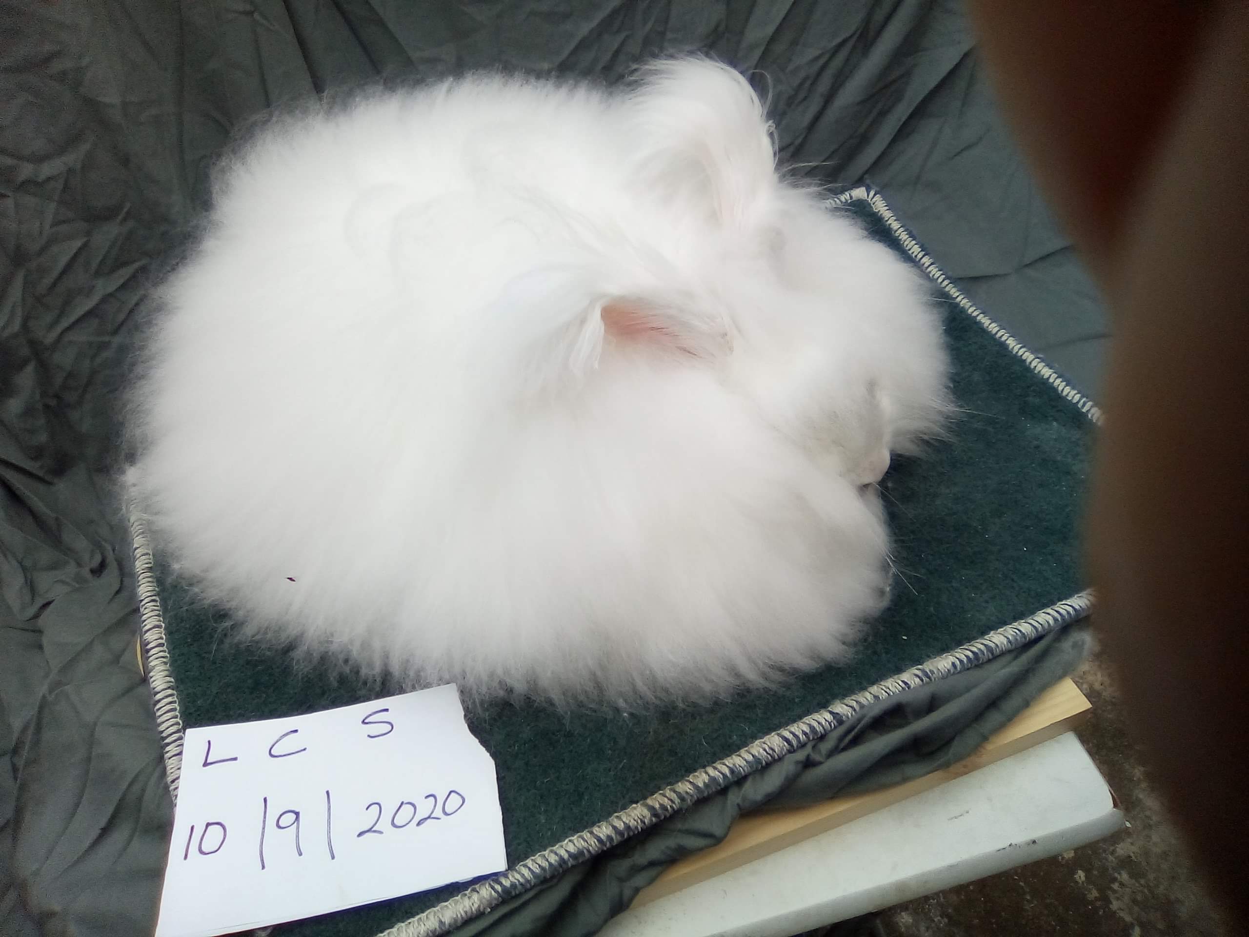 London Championship Show - UK National Angora Rabbit Club