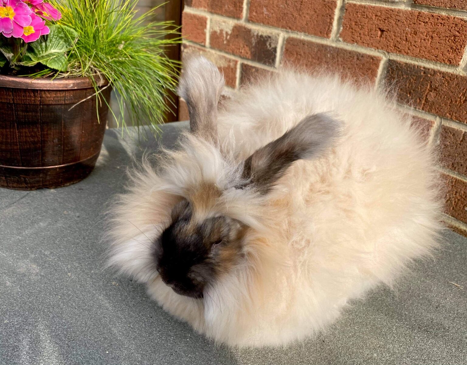 English Angora Breed standard changes 2021 - UK National Angora Rabbit Club