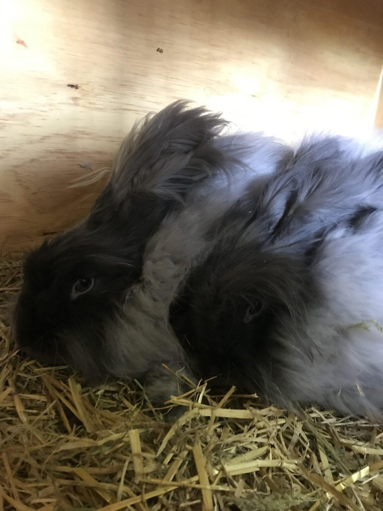 Bunny2Beanie -My German Angoras - UK National Angora Rabbit Club