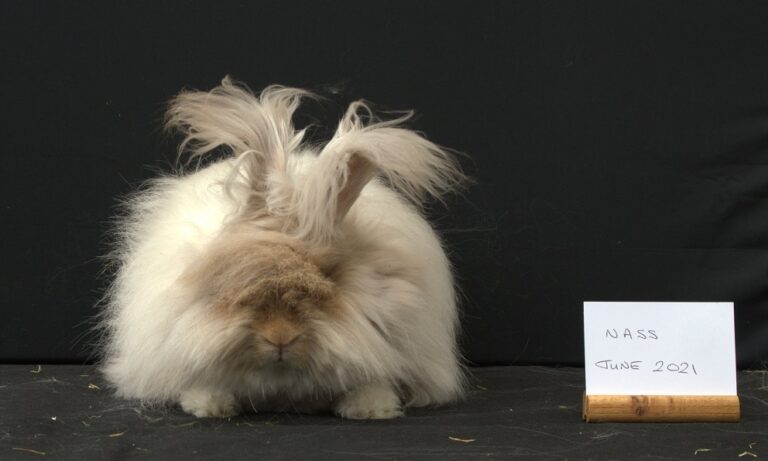 Agouti colours Cinnamon english angora - UK National Angora Rabbit Club
