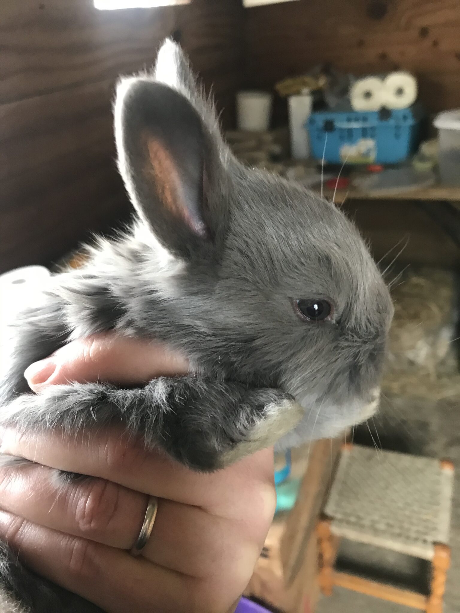 Bunny2Beanie -My German Angoras - UK National Angora Rabbit Club