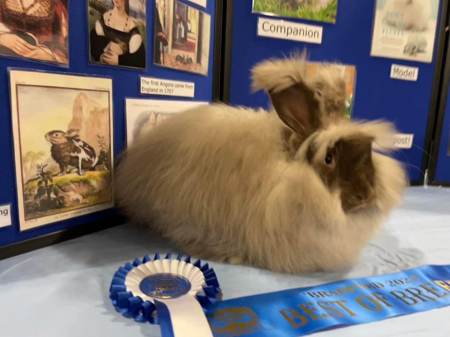 Success with showing Angora Rabbits by Richard Grindey - UK National ...
