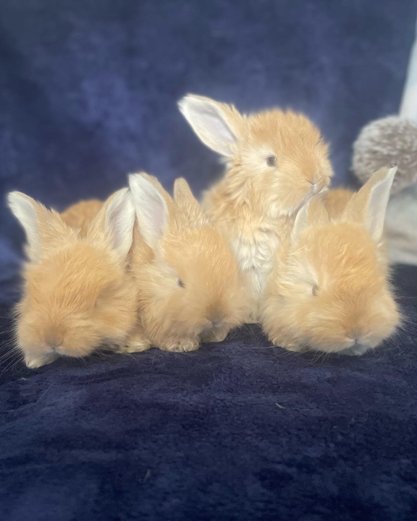 UK National Angora Rabbit Club - UK National Club