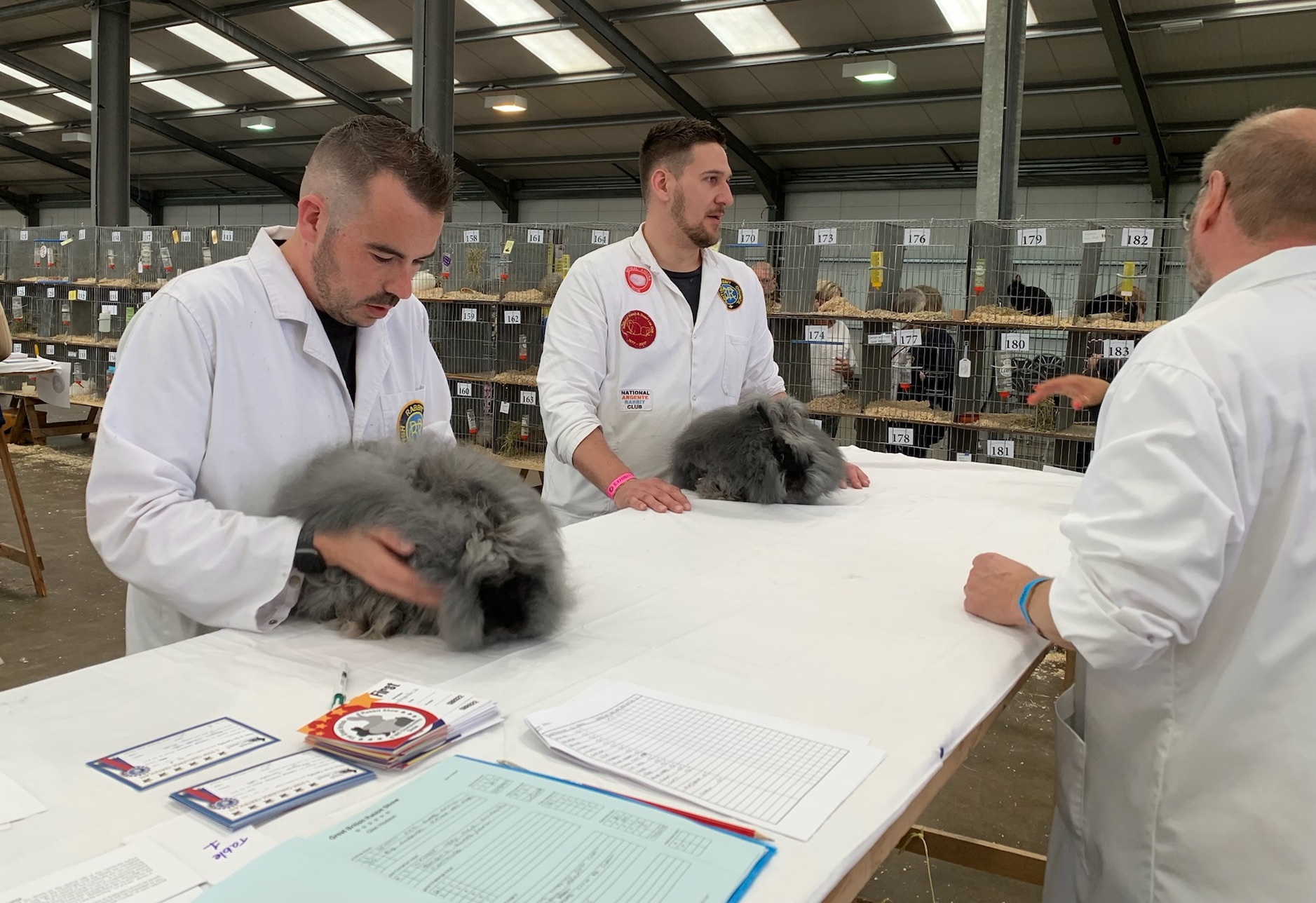 Great British Rabbit Show July 2022 - UK National Angora Rabbit Club