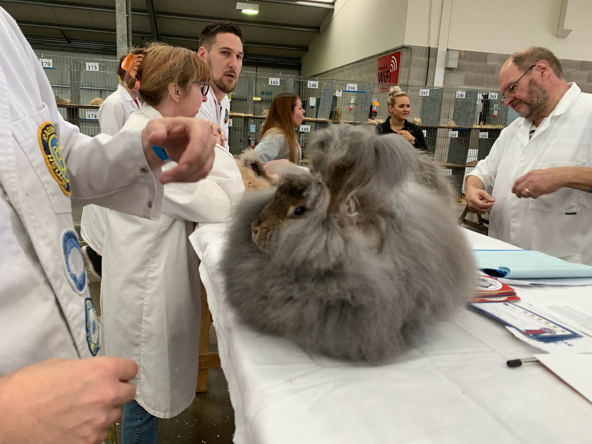 Great British Rabbit Show July 2022 - UK National Angora Rabbit Club