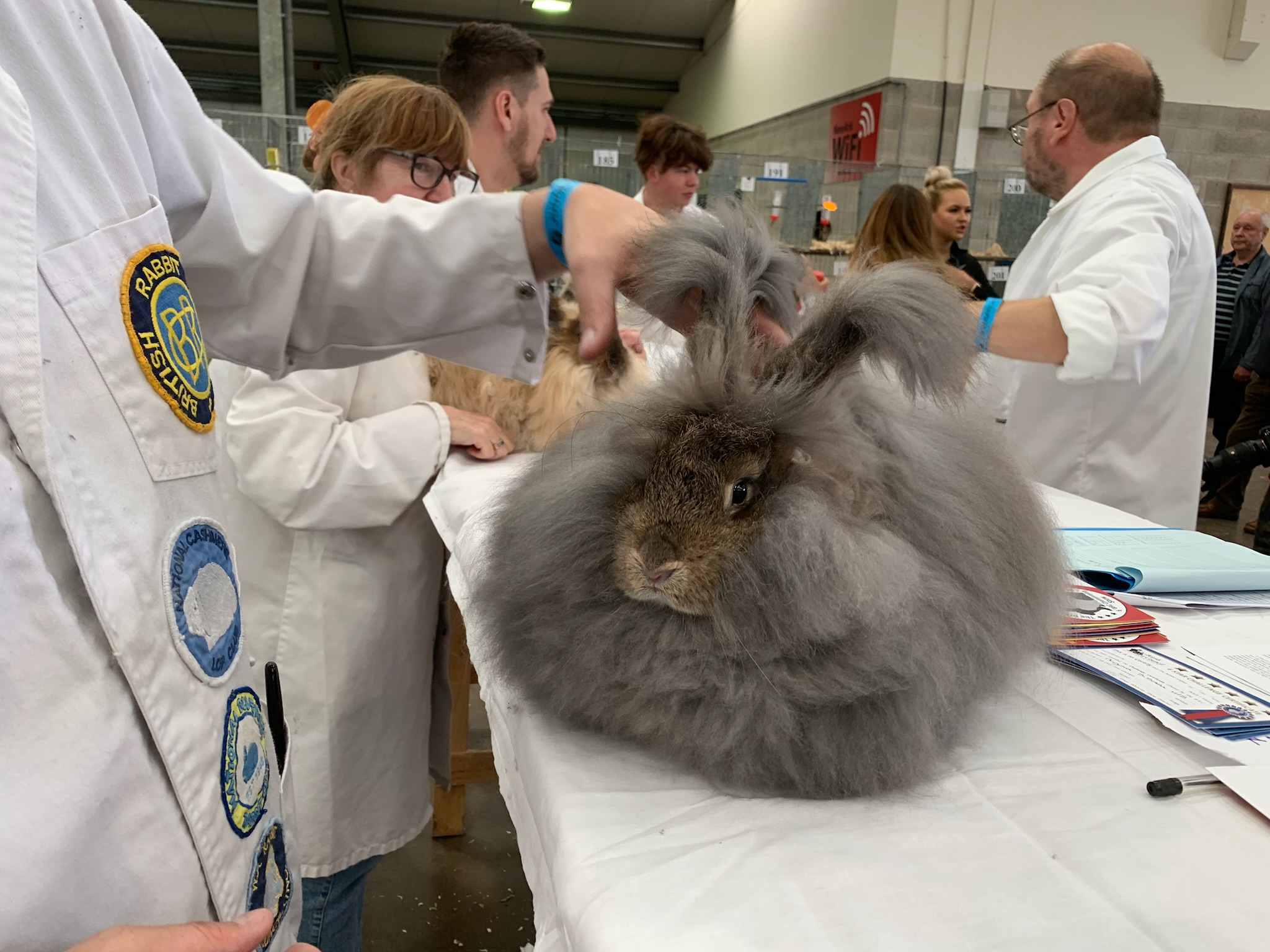 Great British Rabbit Show July 2022 - UK National Angora Rabbit Club