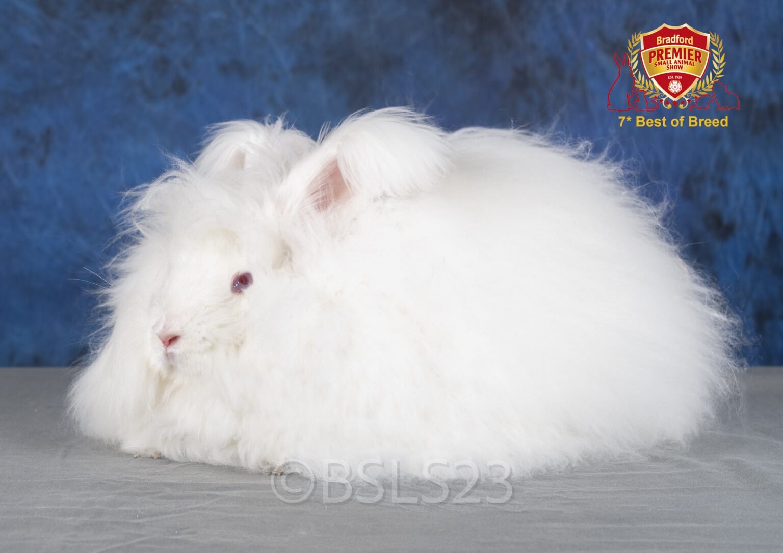 100th Bradford Championship - UK National Angora Rabbit Club