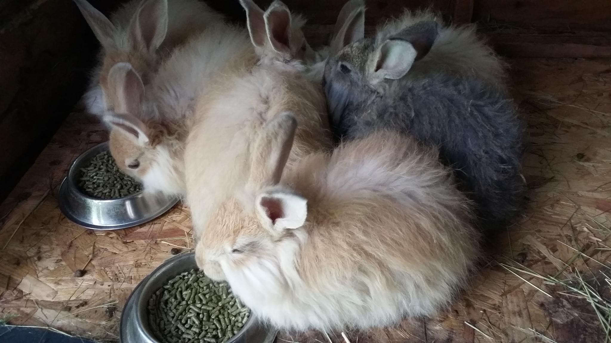 UK National Angora Rabbit Club - UK National Club
