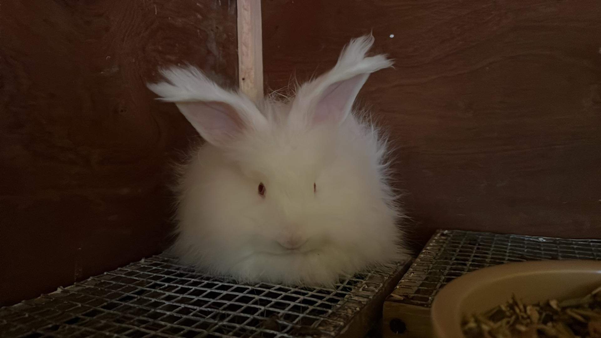 UK National Angora Rabbit Club - UK National Club