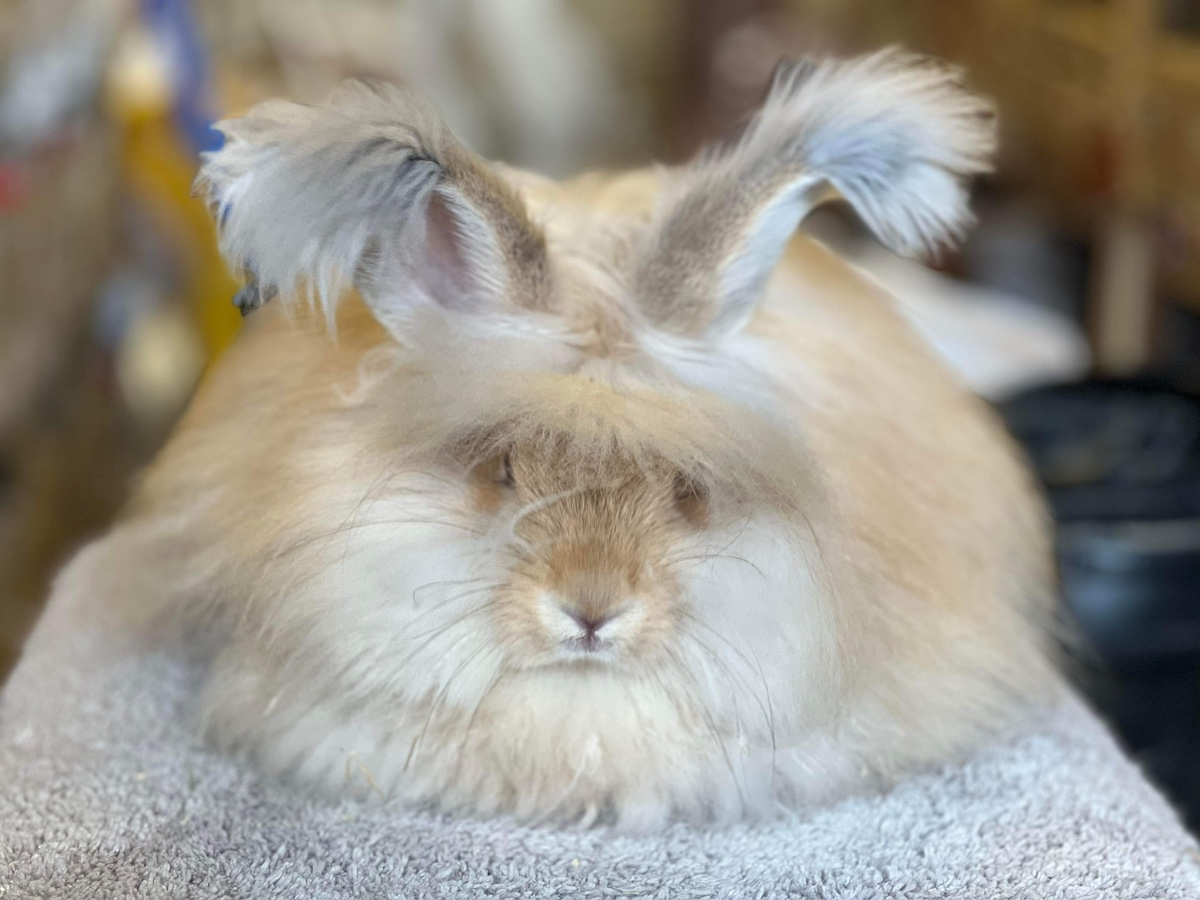 UK National Angora Rabbit Club - UK National Club