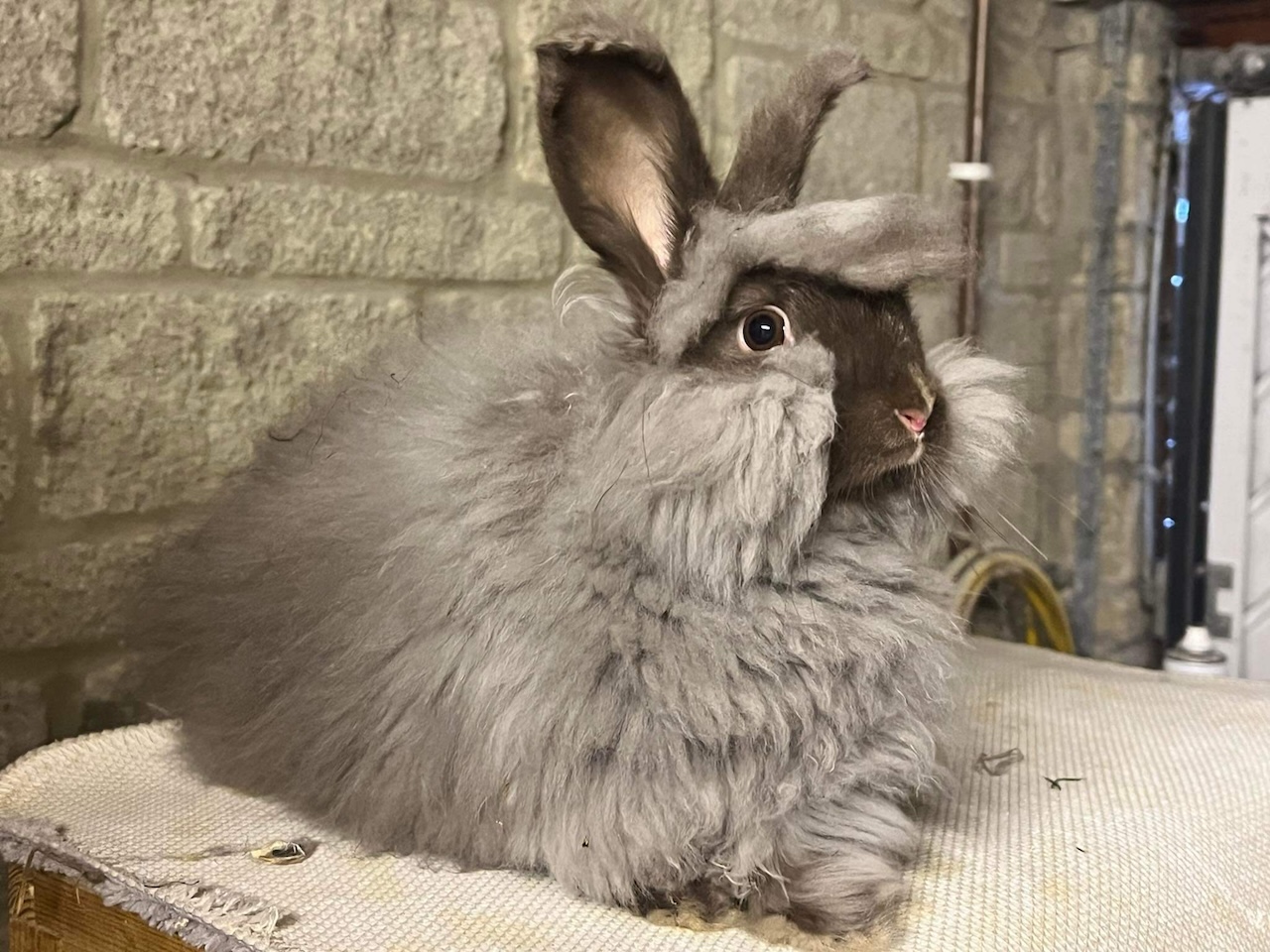 UK National Angora Rabbit Club - UK National Club