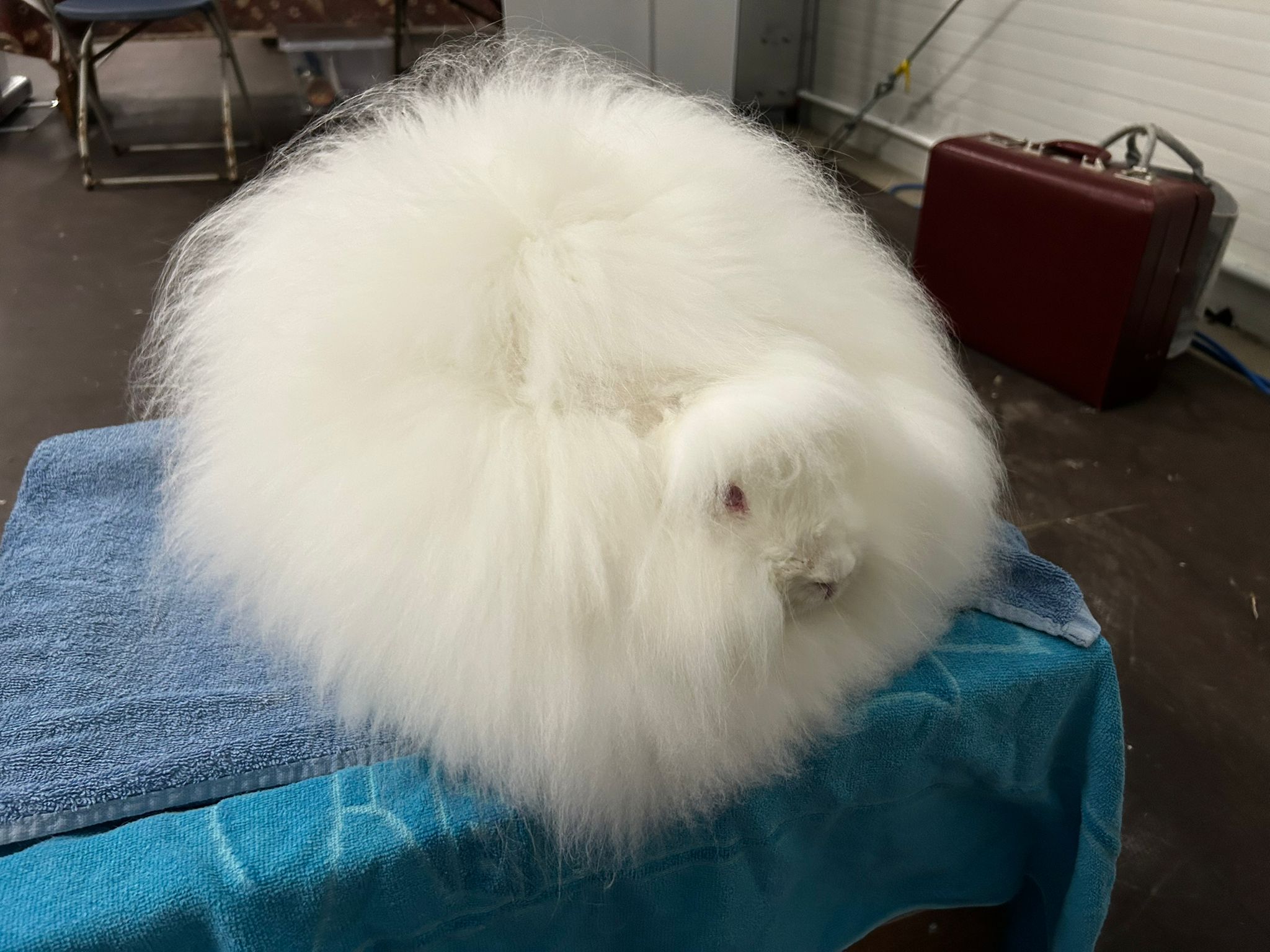London Stock Show Oct 2024 - UK National Angora Rabbit Club